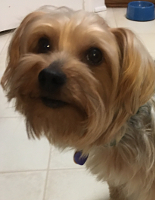 Ashton - Small Breed Rescue of East Tennessee