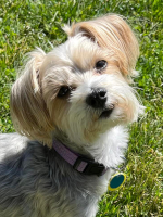 Bridget - Small Breed Rescue of East Tennessee