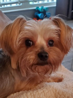 Cheyenne - Small Breed Rescue of East Tennessee