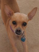 Echo (now Sadie) - Small Breed Rescue of East Tennessee