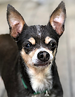 Frank - Small Breed Rescue of East Tennessee