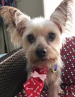 Spike(formerly Ike) - Small Breed Rescue of East Tennessee