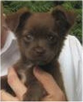 Java - Small Breed Rescue of East Tennessee