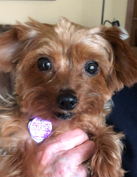 Jill - Small Breed Rescue of East Tennessee