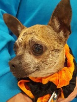 Miss Frances - Small Breed Rescue of East Tennessee