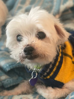 Molly - Small Breed Rescue of East Tennessee