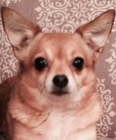Nina - Small Breed Rescue of East Tennessee