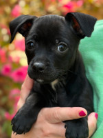 Polly Peeps (now Ms. Polly) - Small Breed Rescue of East Tennessee