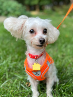 Precious (now Prince) - Small Breed Rescue of East Tennessee