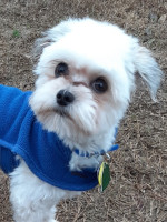 Prince (now Milo) - Small Breed Rescue of East Tennessee