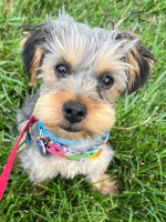 Quinn (now Waffles) - Small Breed Rescue of East Tennessee