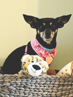Rachel (now Dharma) - Small Breed Rescue of East Tennessee