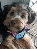 Riley (now Archie) - Small Breed Rescue of East Tennessee