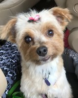Sassy(formerly Sassafras) - Small Breed Rescue of East Tennessee