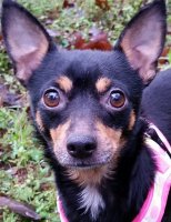 Shelly - Small Breed Rescue of East Tennessee