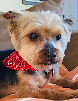 Tate (now Forest) - Small Breed Rescue of East Tennessee