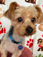 Toby - Small Breed Rescue of East Tennessee