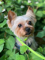 Tucker - Small Breed Rescue of East Tennessee