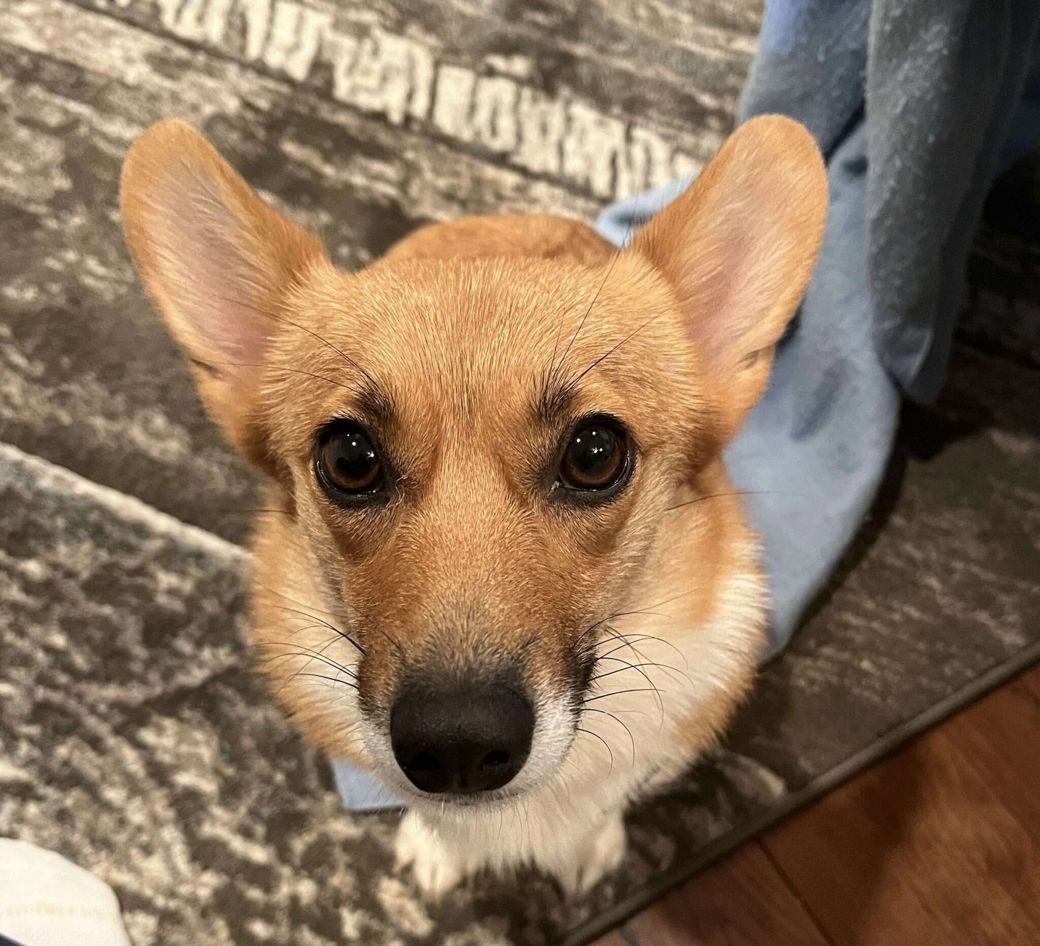 Available Rescues - Small Breed Rescue of East Tennessee