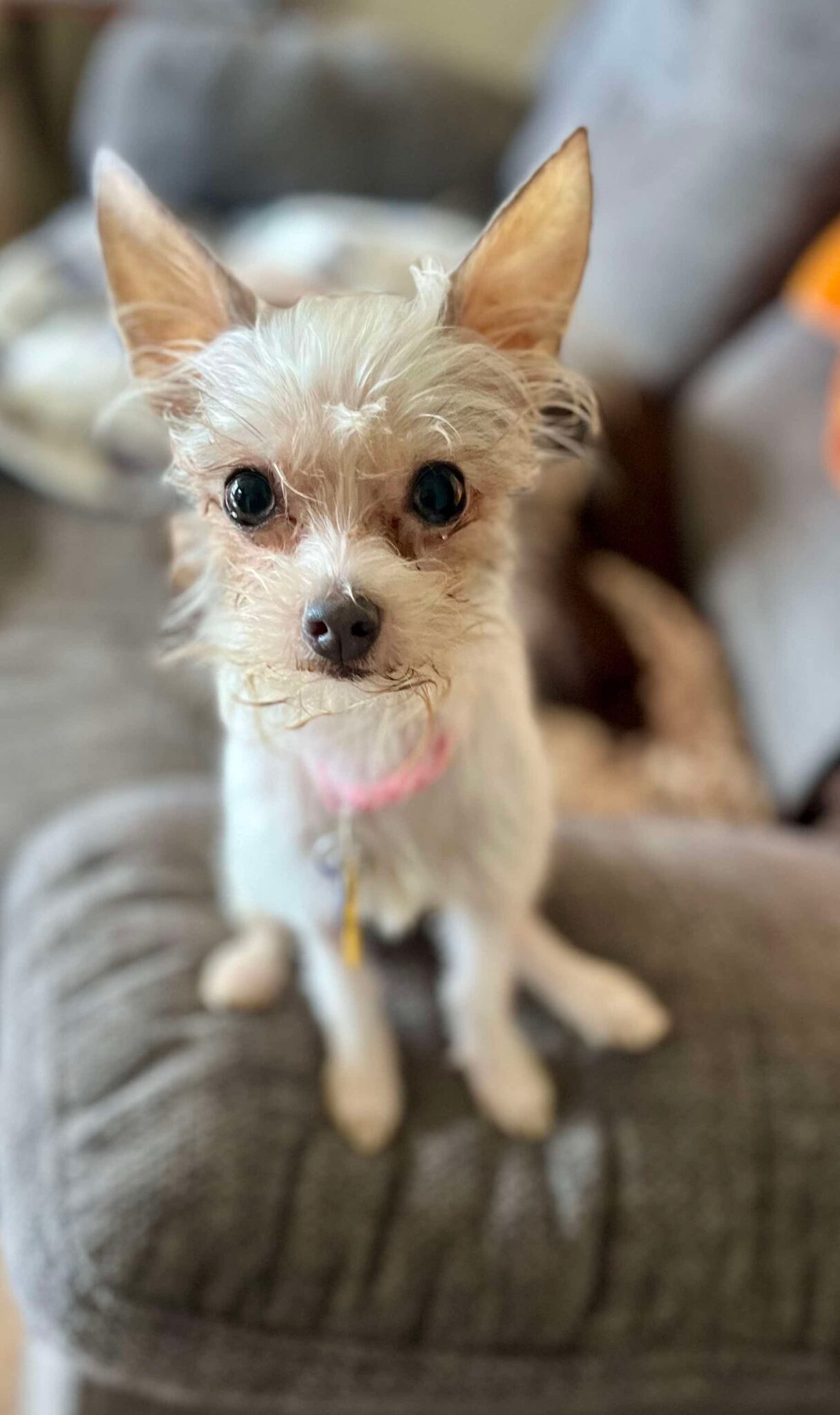 Home - Small Breed Rescue of East Tennessee