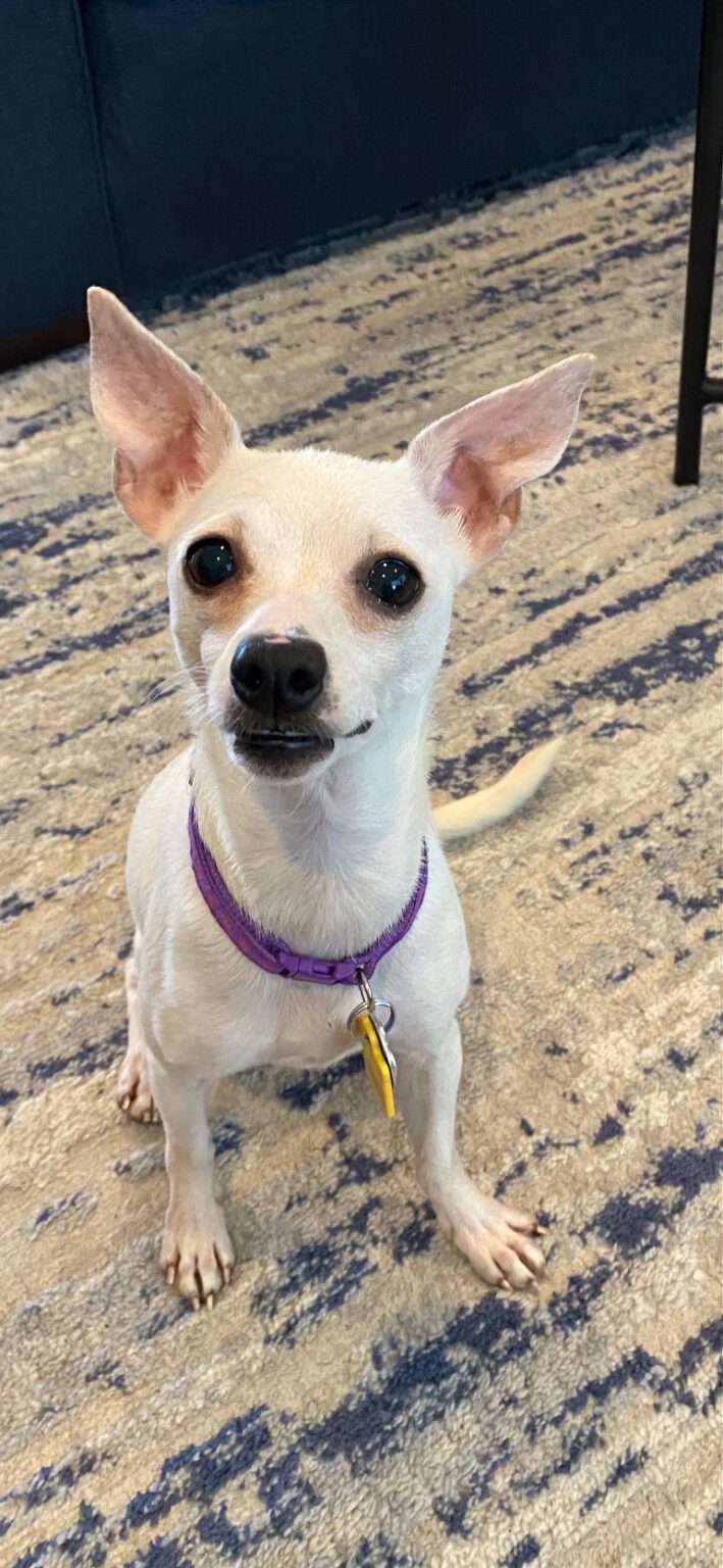 Available Rescues - Small Breed Rescue of East Tennessee