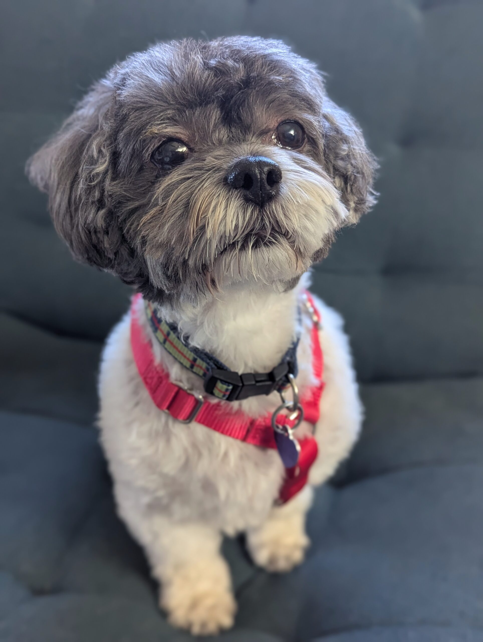 Available Rescues - Small Breed Rescue of East Tennessee